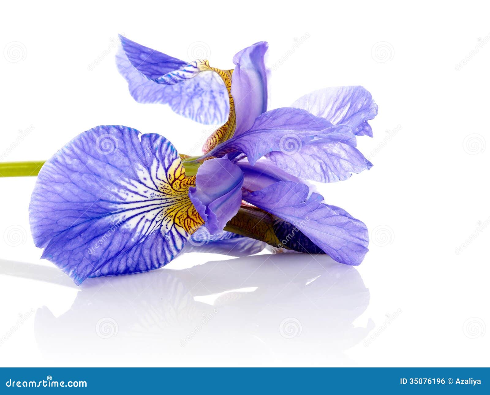 Flower of a blue iris. stock photo. Image of nature, floral - 35076196