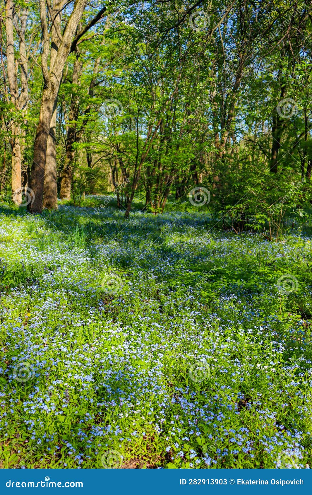 Flower blue meadow. stock image. Image of tree, summer - 282913903