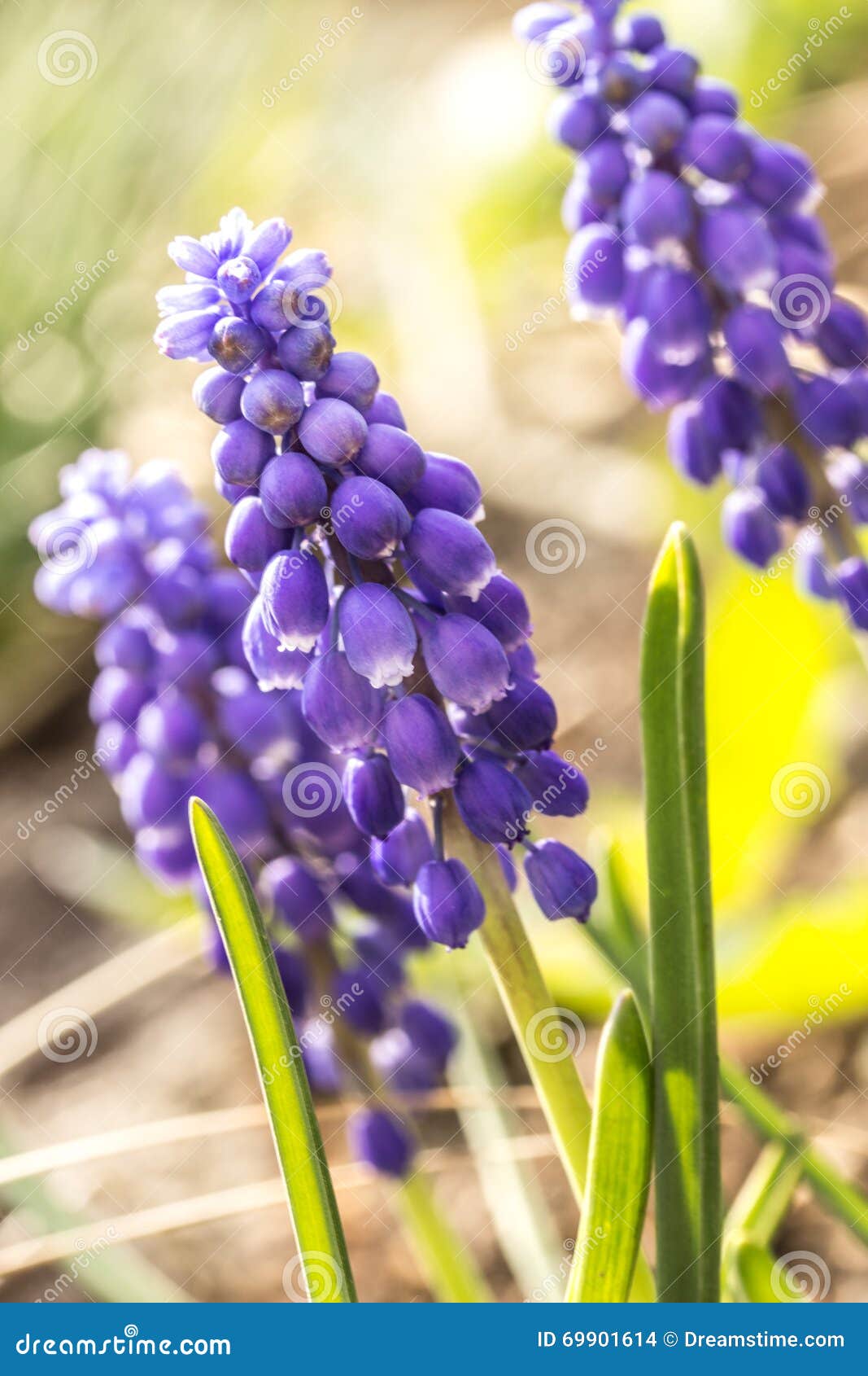 Flower blue muscari stock photo. Image of blue, garden - 69901614