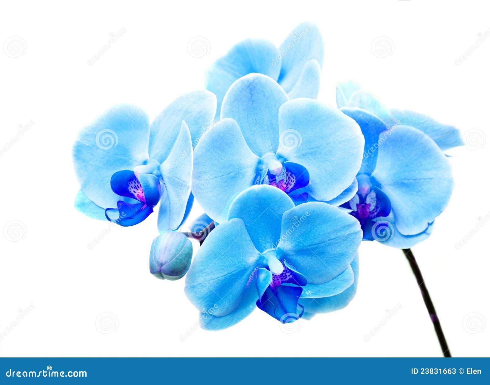 Flower blue Orchid stock image. Image of blue, blossoming - 23831663