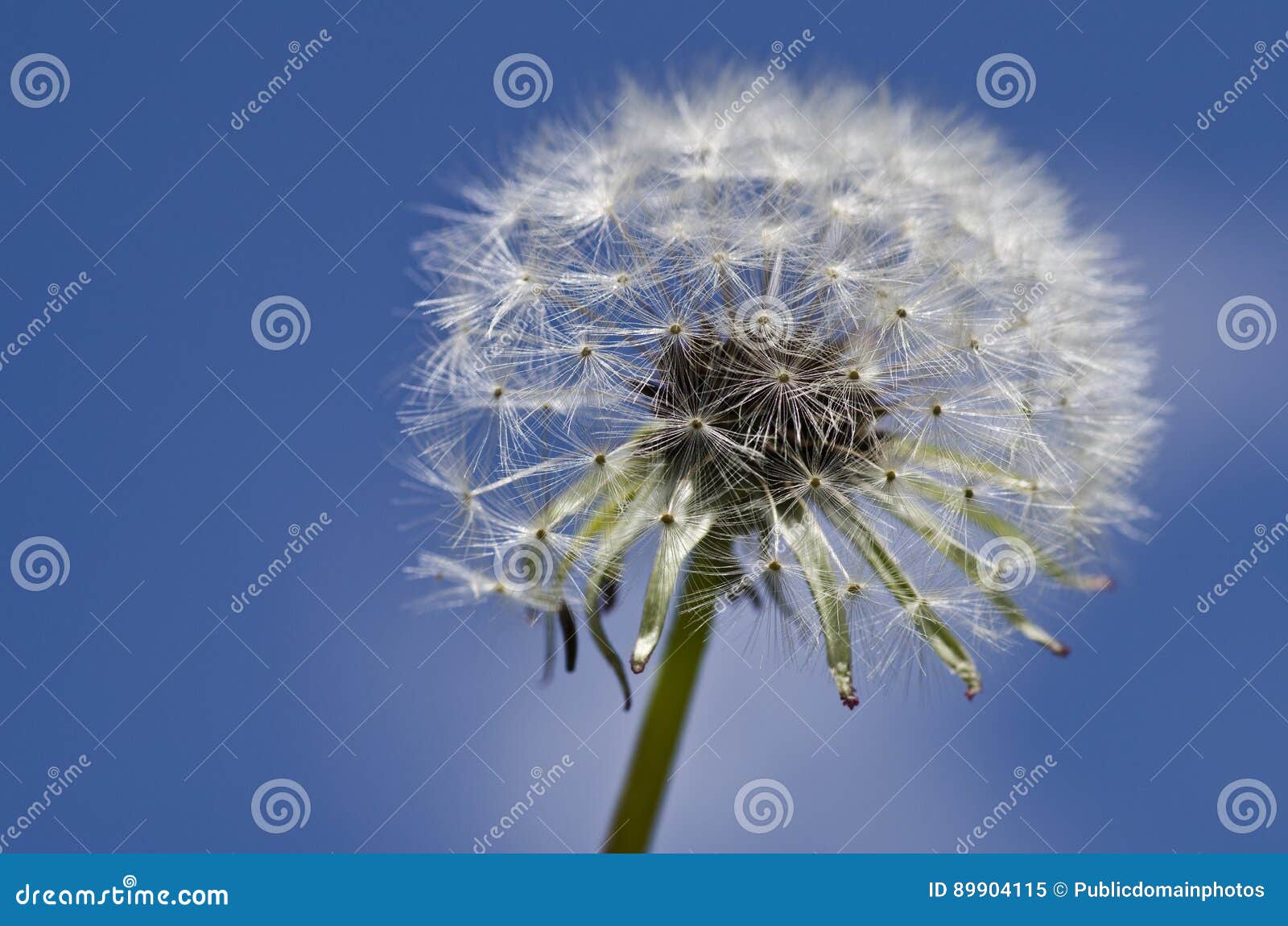 Flower, Blue, Sky, Dandelion Picture. Image: 89904115