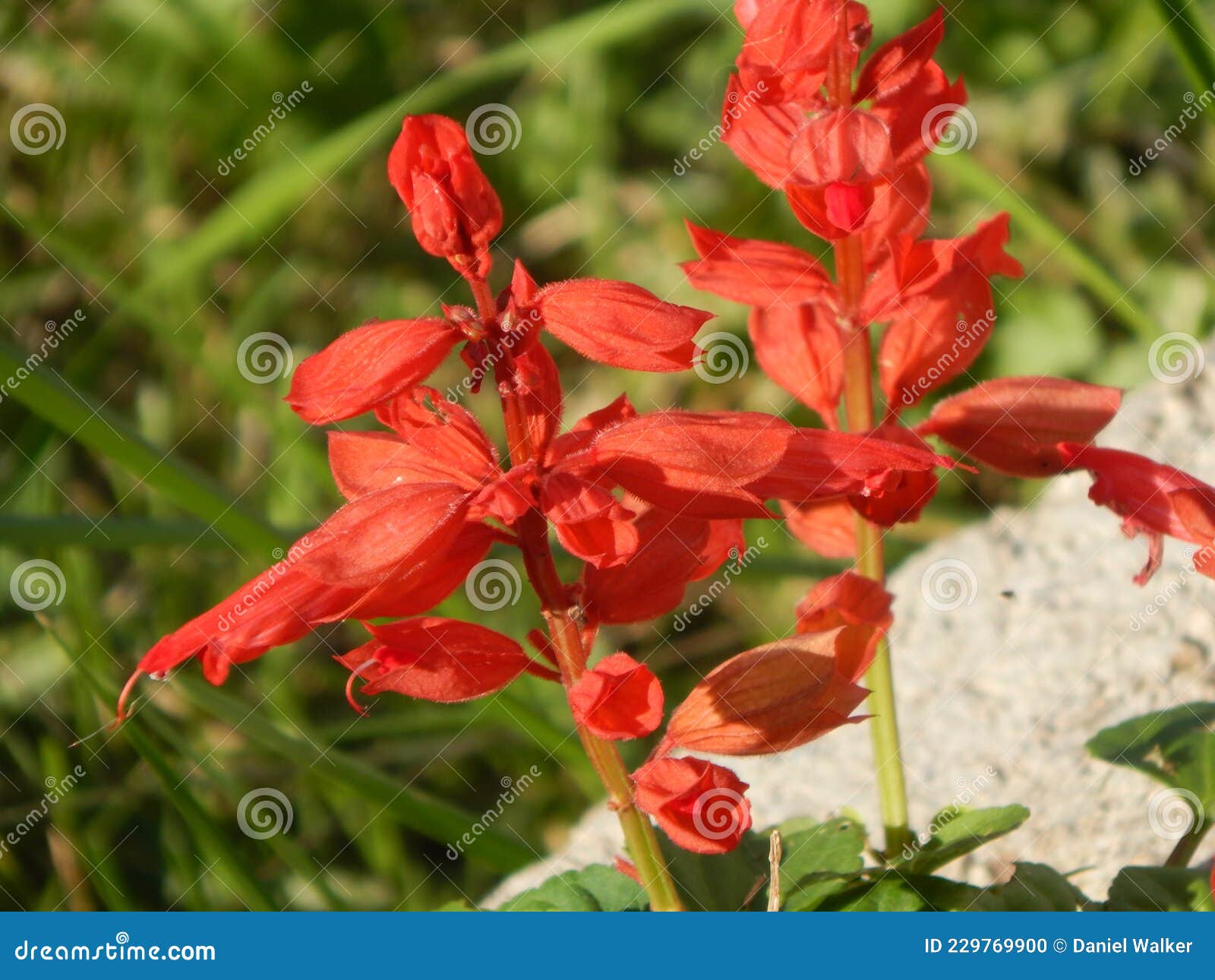 Flower blurred red stock photo. Image of flower, petal - 229769900