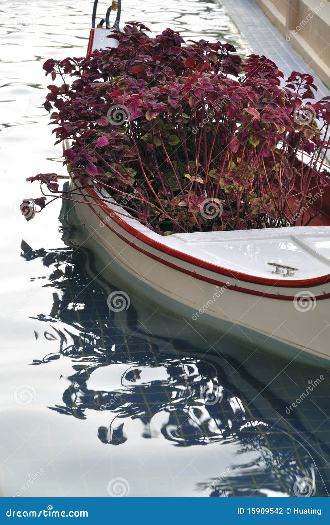 Flower in boat stock photo. Image of serene, floating - 15909542