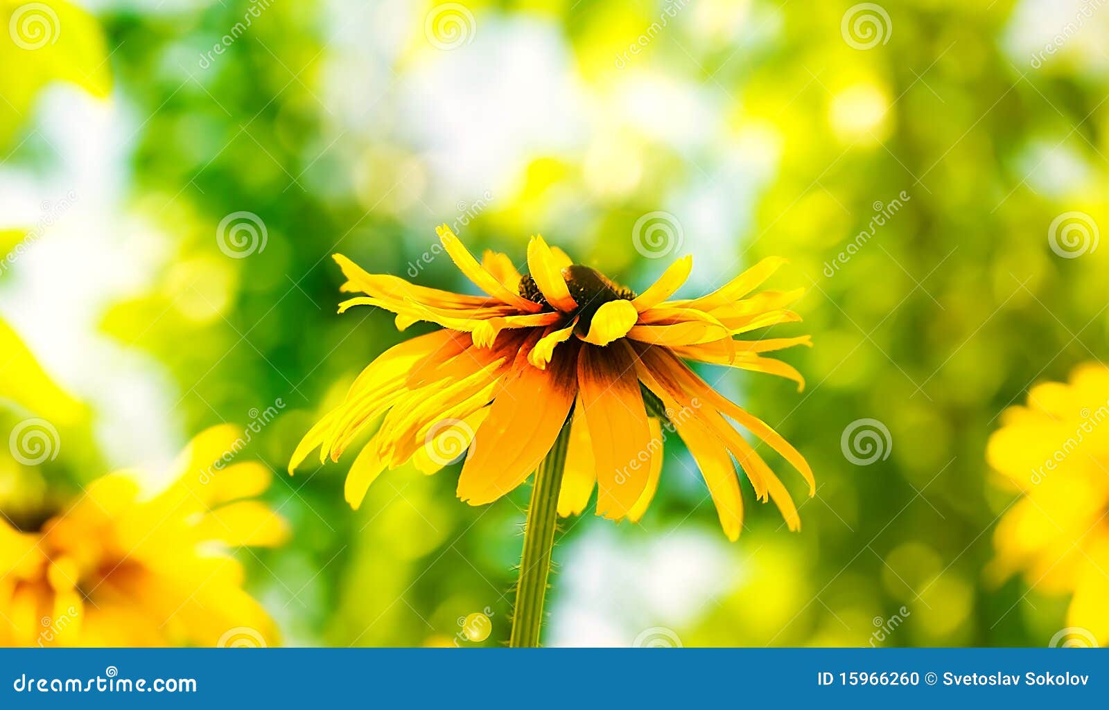 Flower boke stock photo. Image of bright, bokeh, grass - 15966260