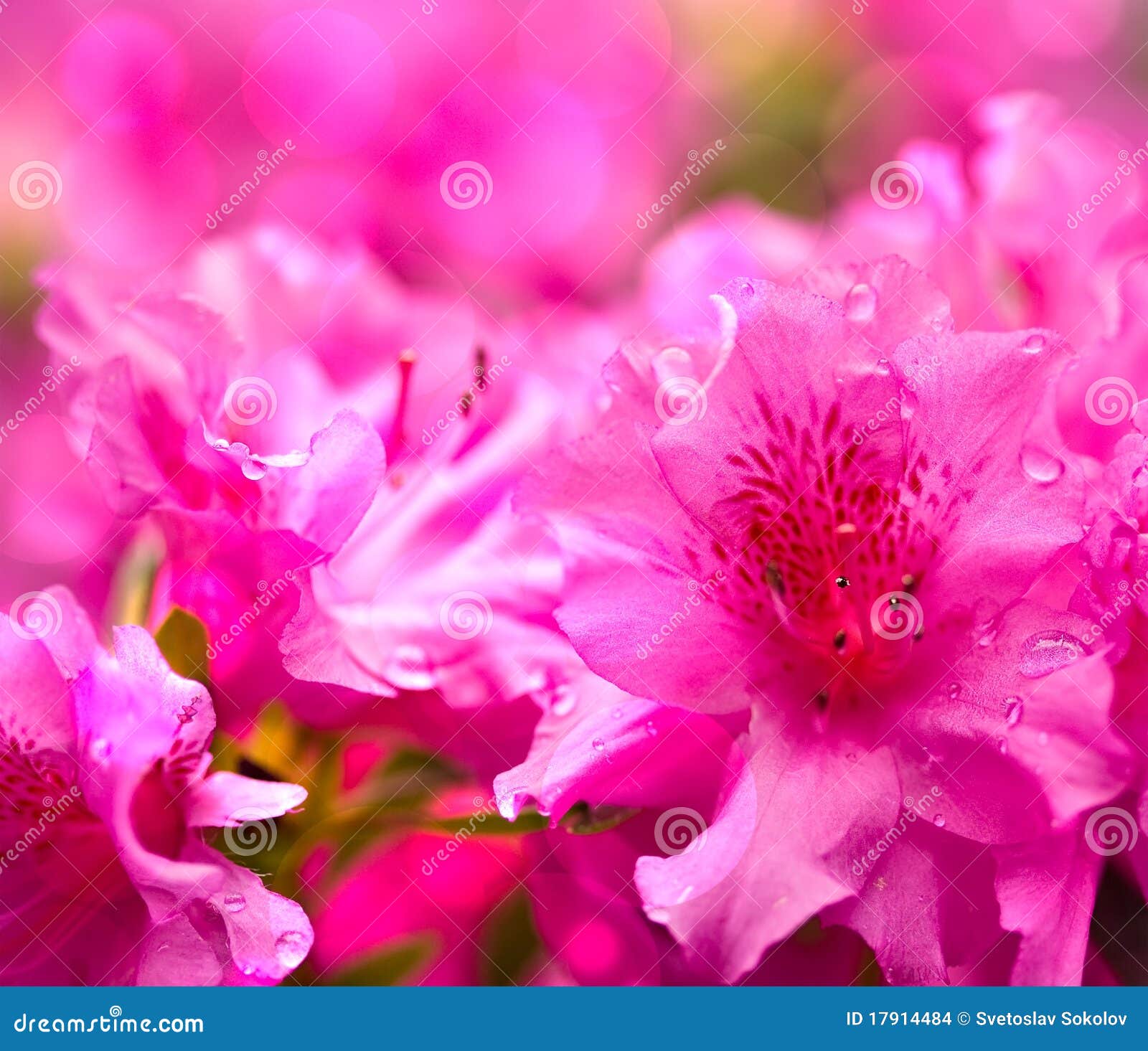 Flower bokeh picture stock photo. Image of lilac, beautiful - 17914484