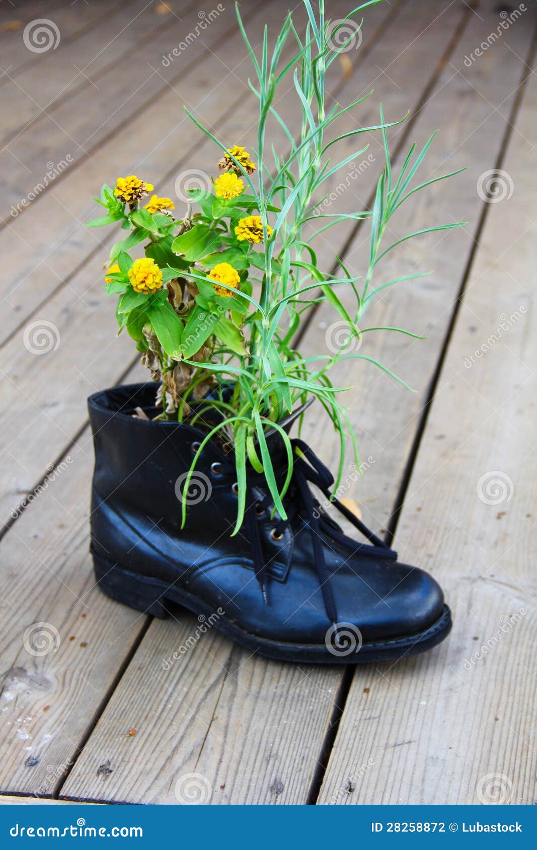 Flower in boot stock photo. Image of nature, flowerpot - 28258872