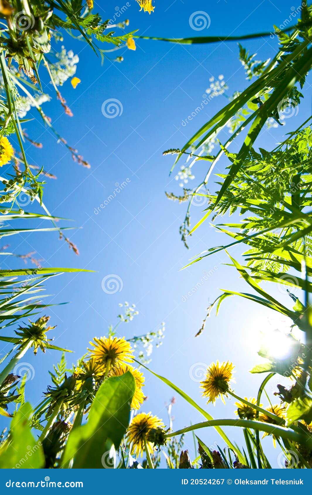 Flower border stock image. Image of grasses, green, plant - 20524267