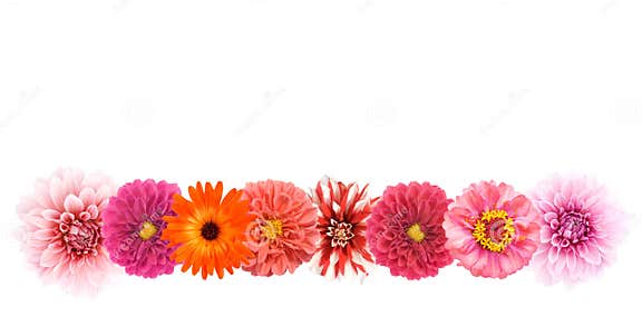 Flower border stock photo. Image of floral, flower, bright - 3566532