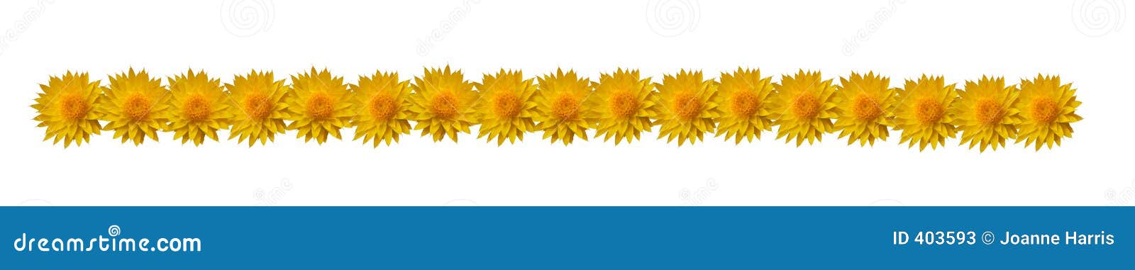 249 Single Flower Border Line Stock Photos - Free & Royalty-Free Stock ...