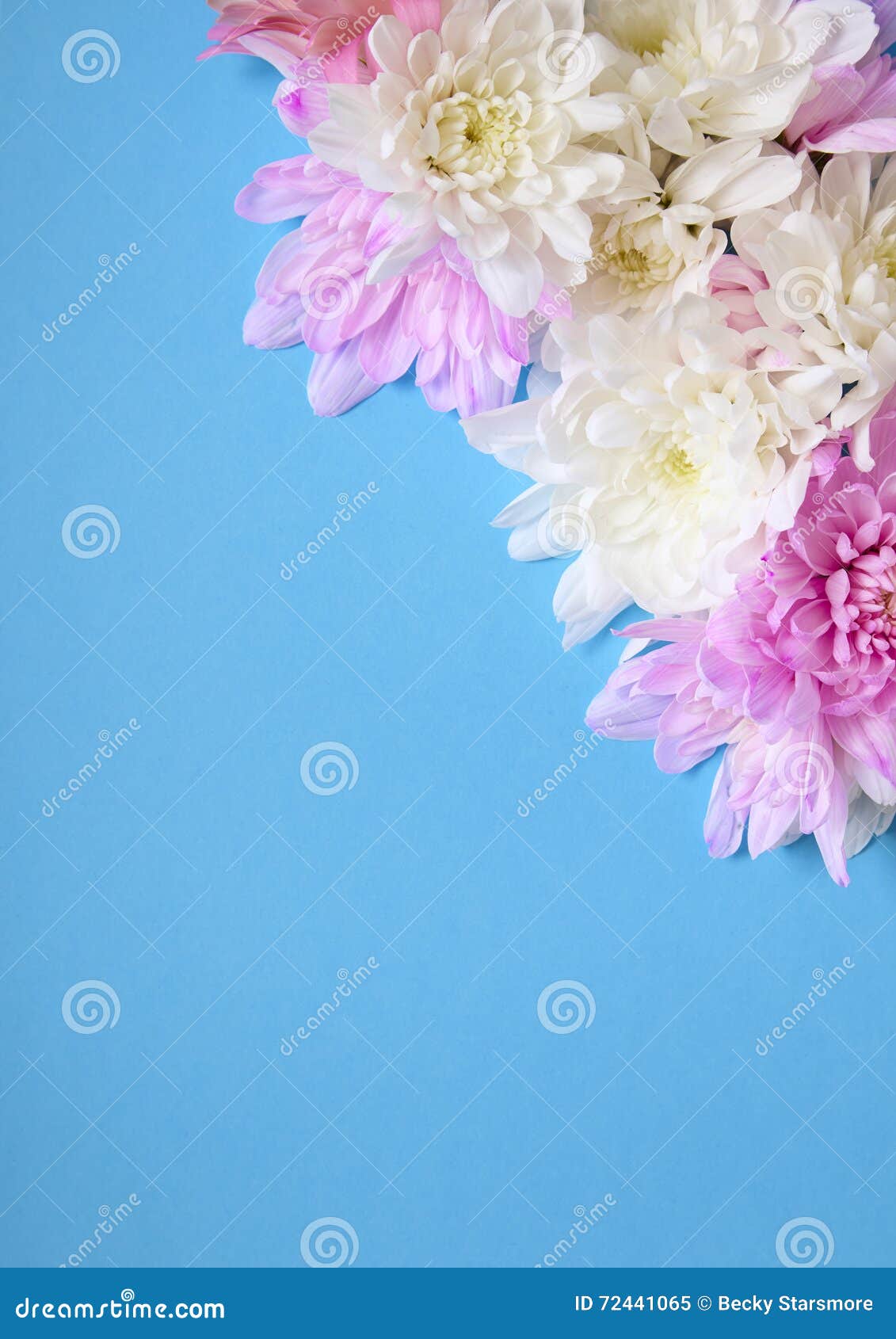 Flower Border Header Footer Background Photos - Free & Royalty-Free ...