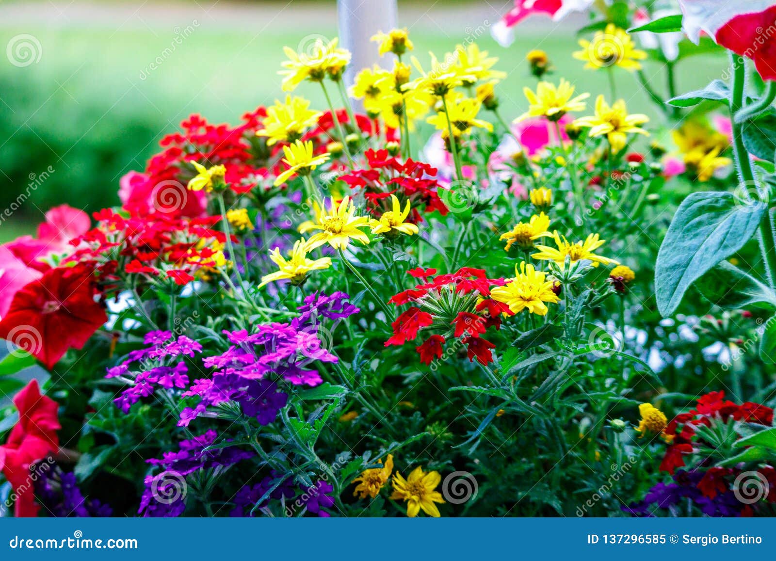 Flower border stock image. Image of flower, heads, asteraceae - 137296585
