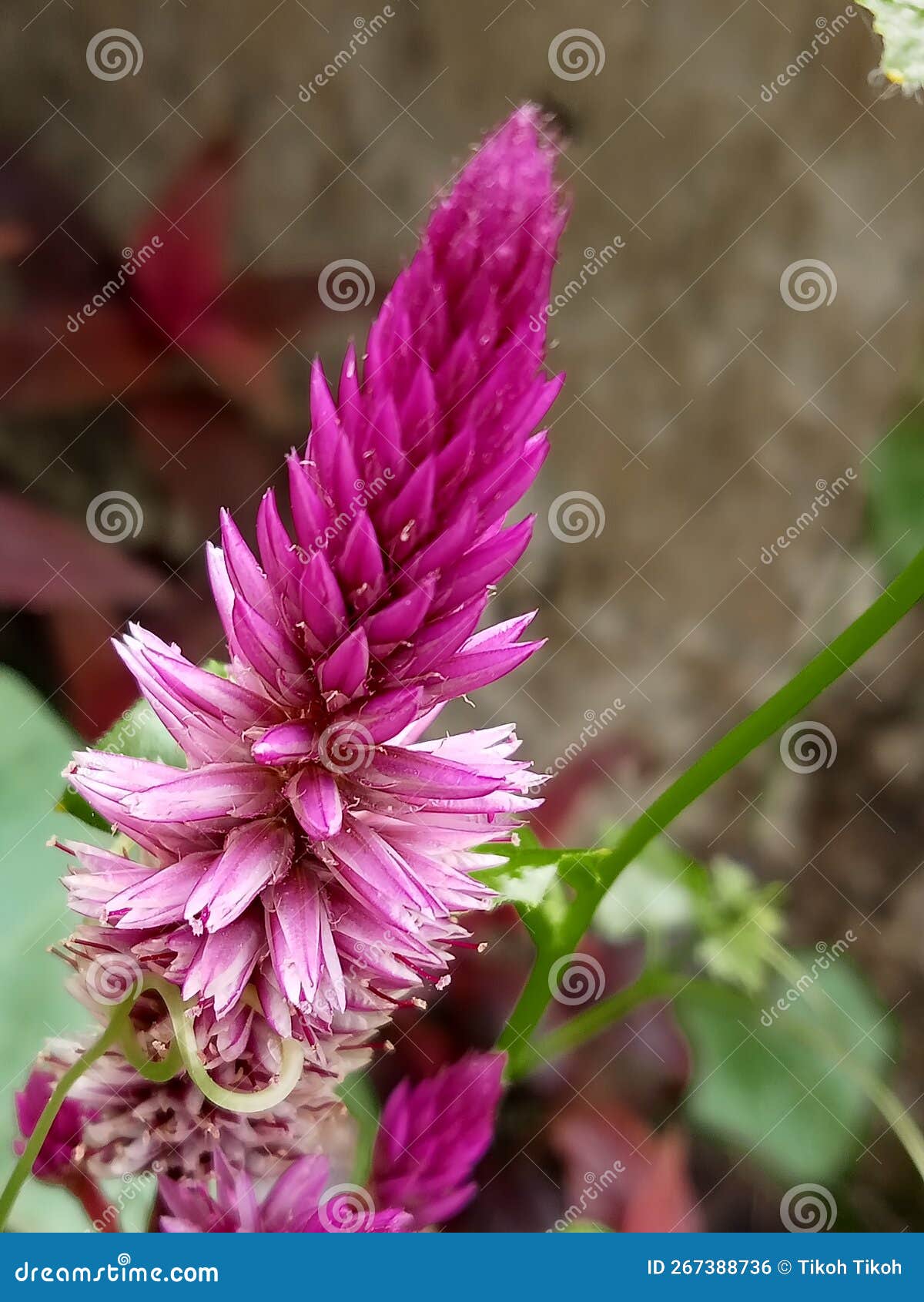 Flower of Boroco Weed Celosia Argentea Stock Photo - Image of lilac ...