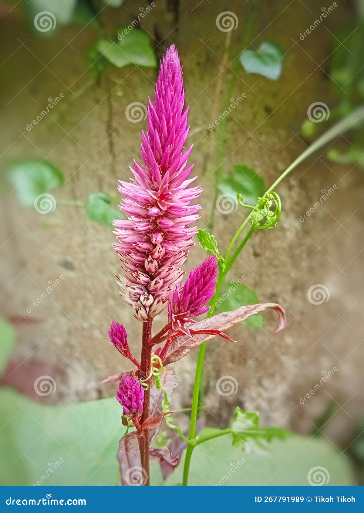 Flower of Boroco Weed Celosia Argentea Stock Image - Image of leaf ...