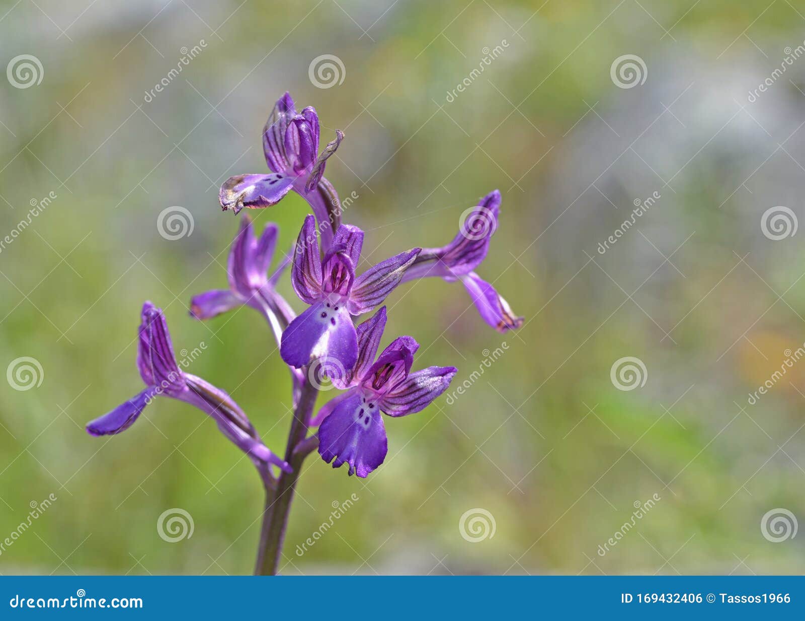 Bory´s orchid, Crete stock photo. Image of floral, botany - 169432406