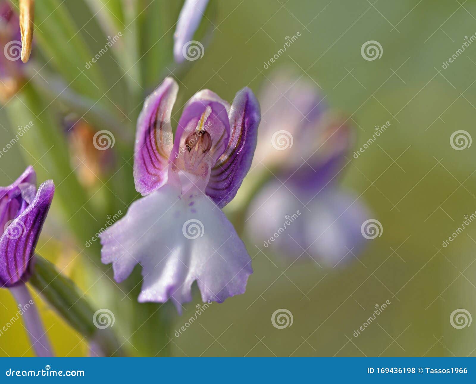 BoryÂ´s orchid, Crete stock photo. Image of beauty, beautiful - 169436198