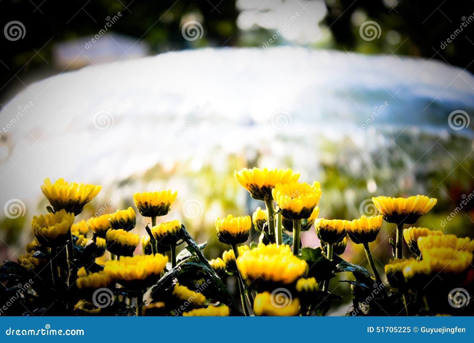 Flower stock image. Image of flower, crowded, garden - 51705225