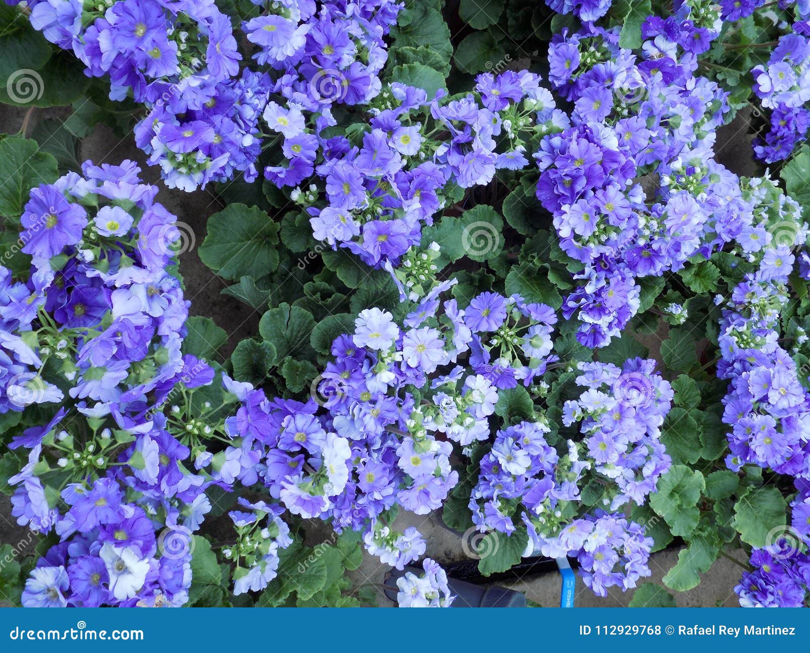 Botany-Primula obconica stock photo. Image of botany - 112929768