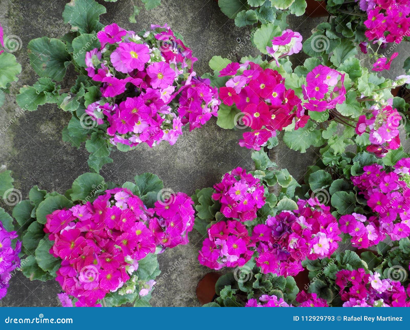 Botany-Primula obconica stock image. Image of spring - 112929793