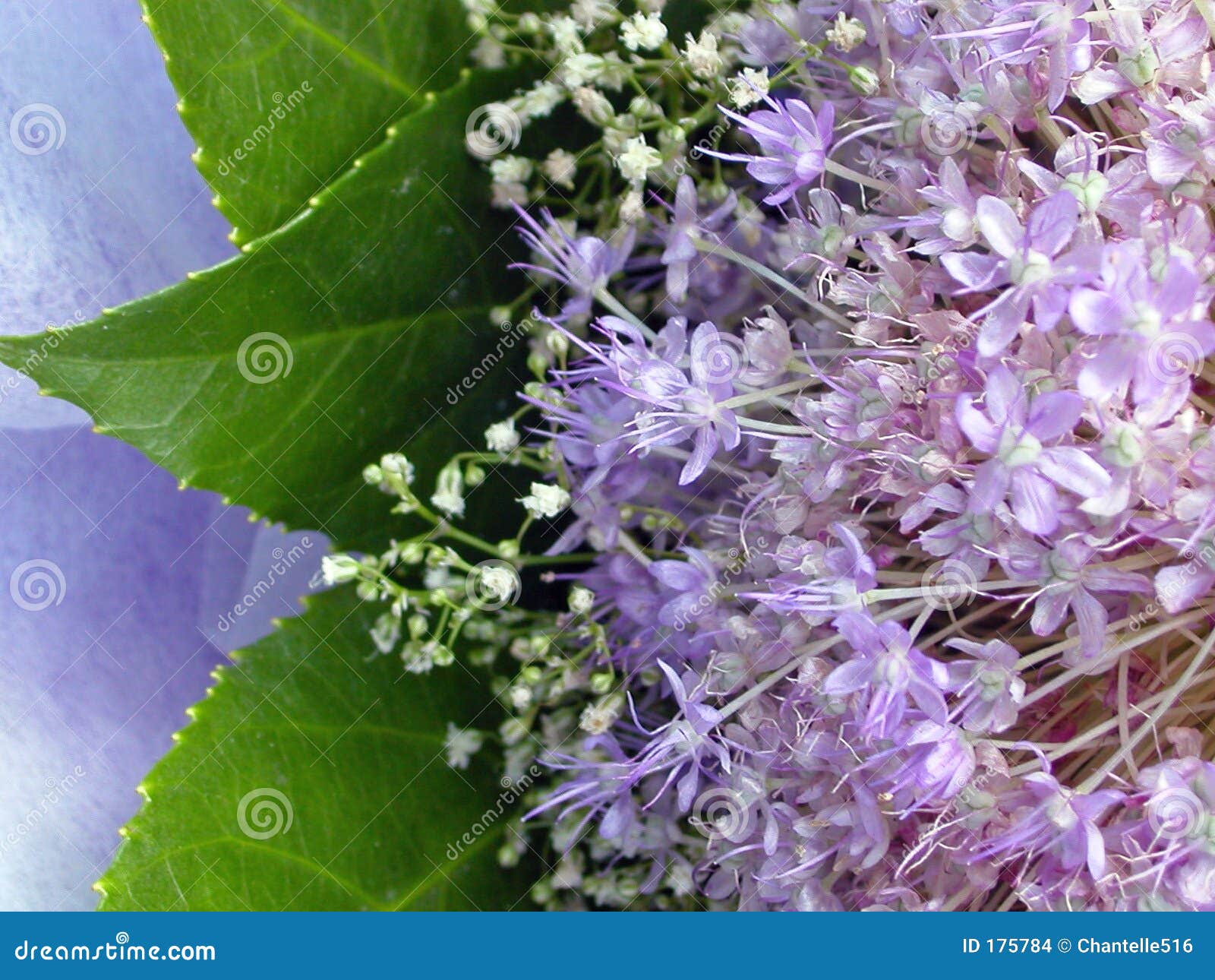Ender Bouquet Stock Photos - Free & Royalty-Free Stock Photos from ...