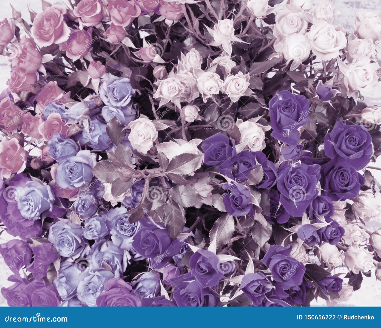 Flower Bouquet Background. Violet and Lilac Roses Stock Photo - Image ...