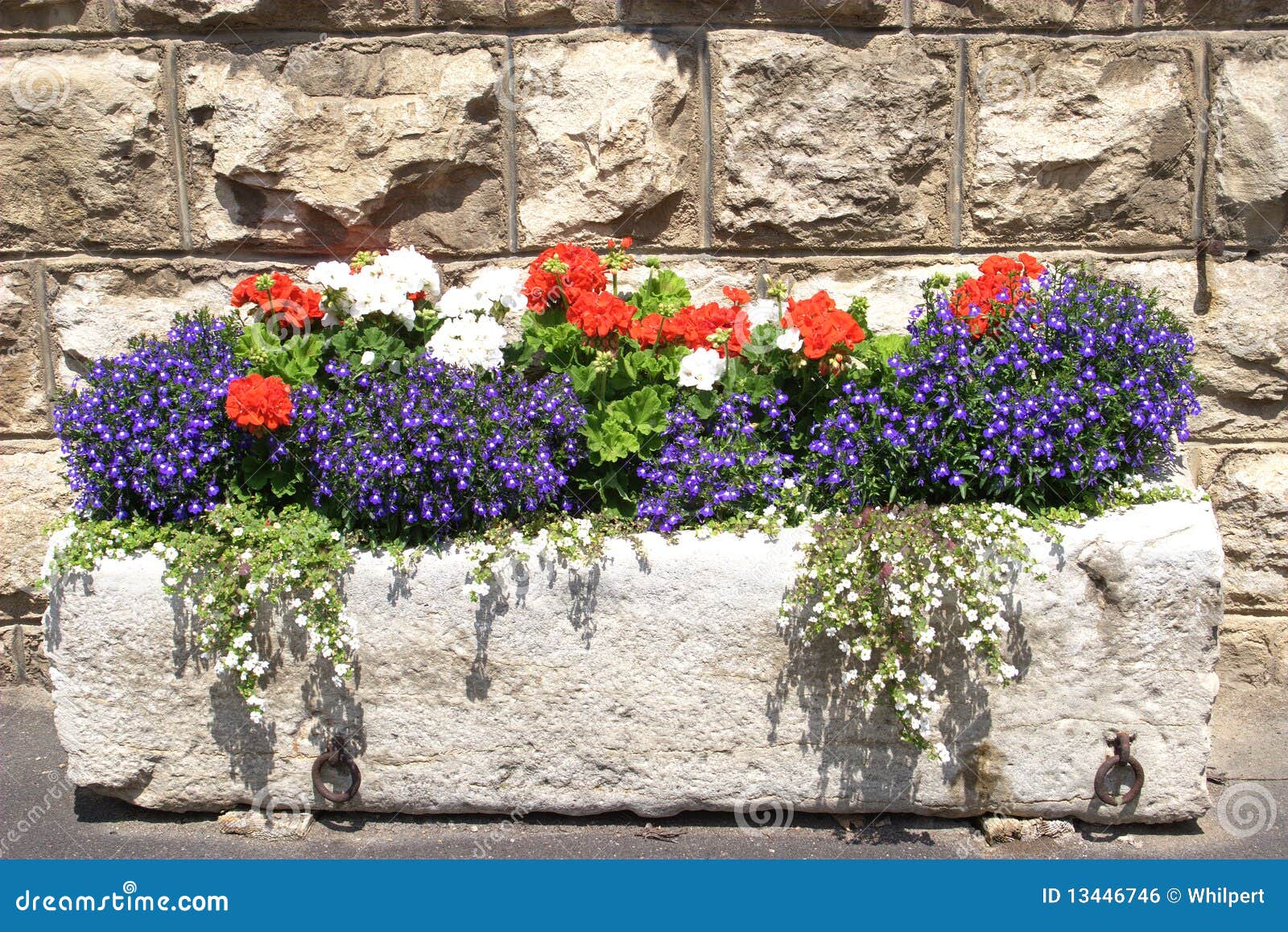 Flower box stock photo. Image of petunien, flower, shrubs - 13446746