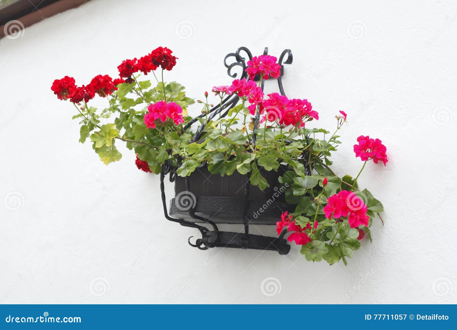 Flower box stock image. Image of summer, flowers, geraniums - 77711057