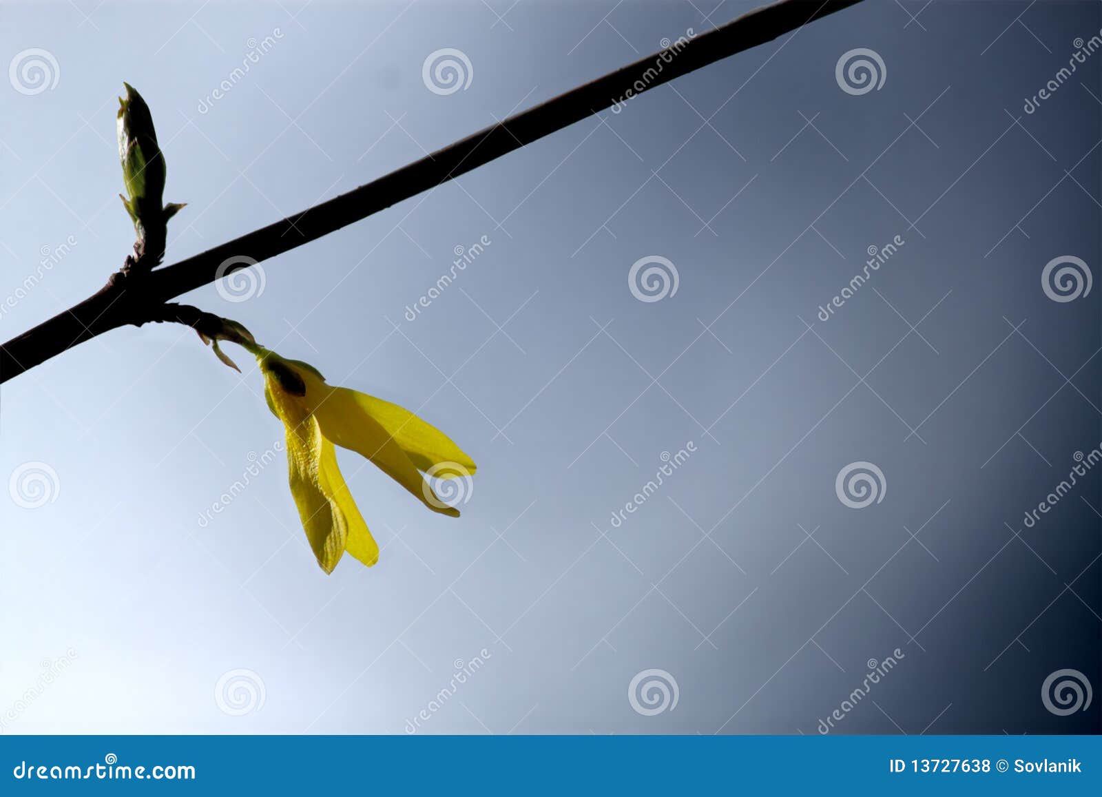 Flower on a branch stock photo. Image of tree, leaves - 13727638