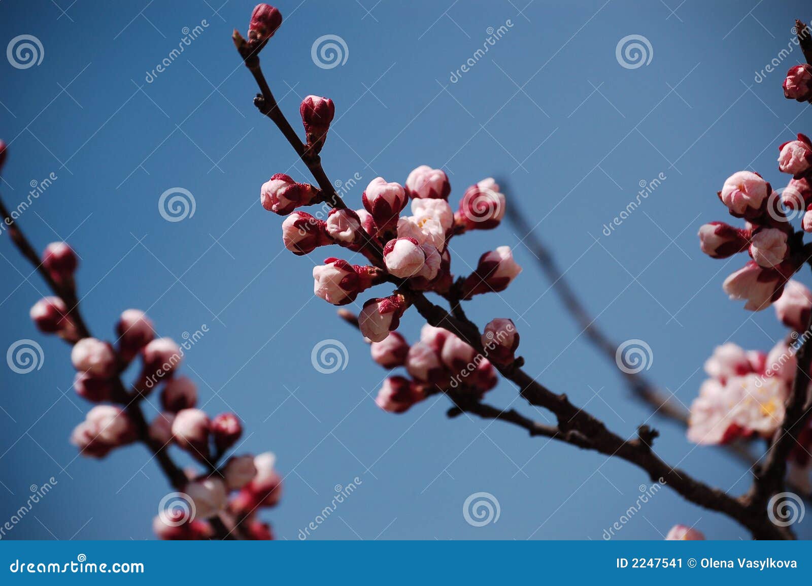 Flower branch stock image. Image of grow, conservation - 2247541