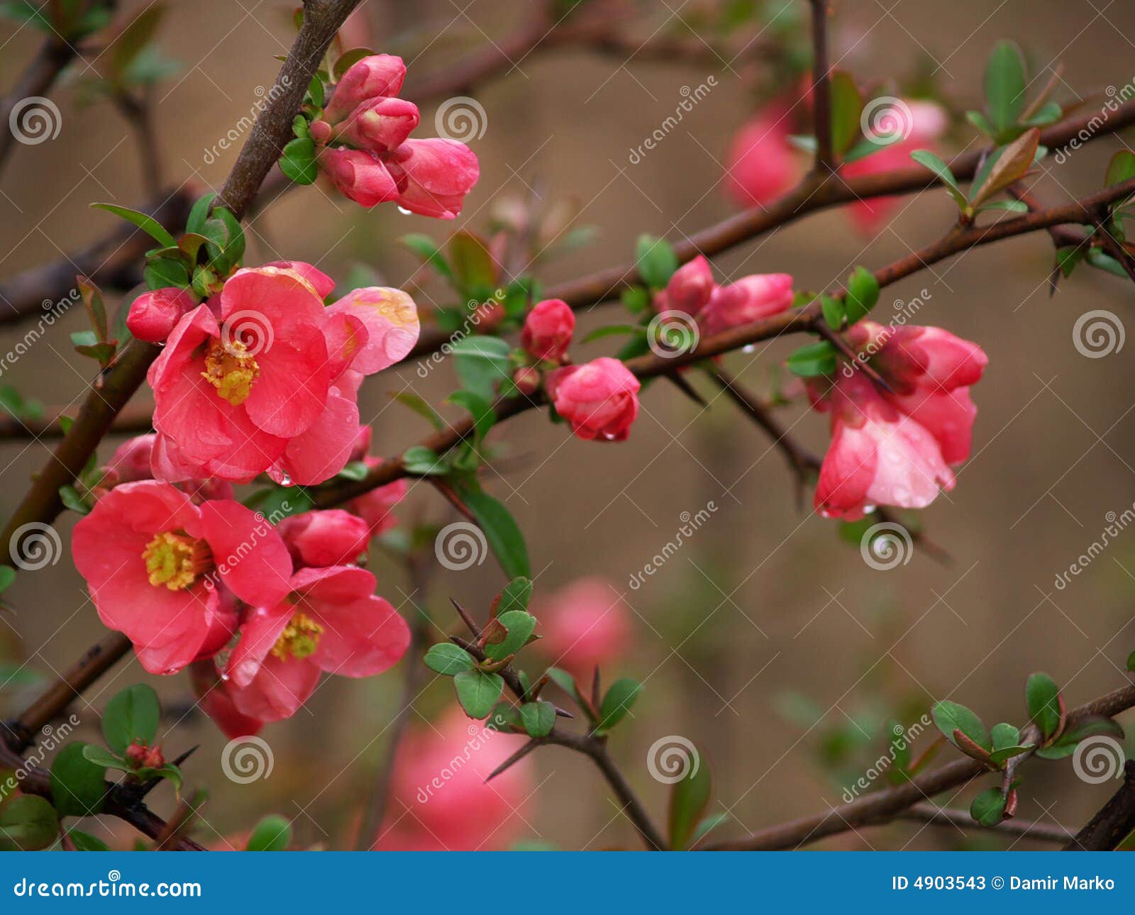 Flower branch stock image. Image of intact, symbol, branch - 4903543