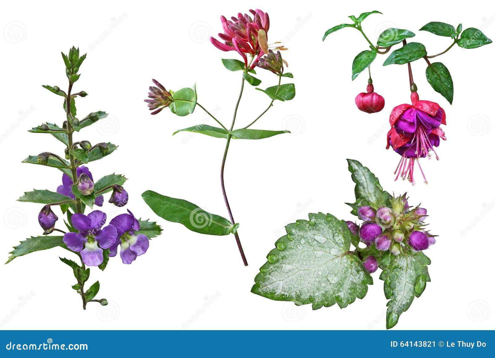 Flower Branch Set stock image. Image of quisqualis, fall - 64143821