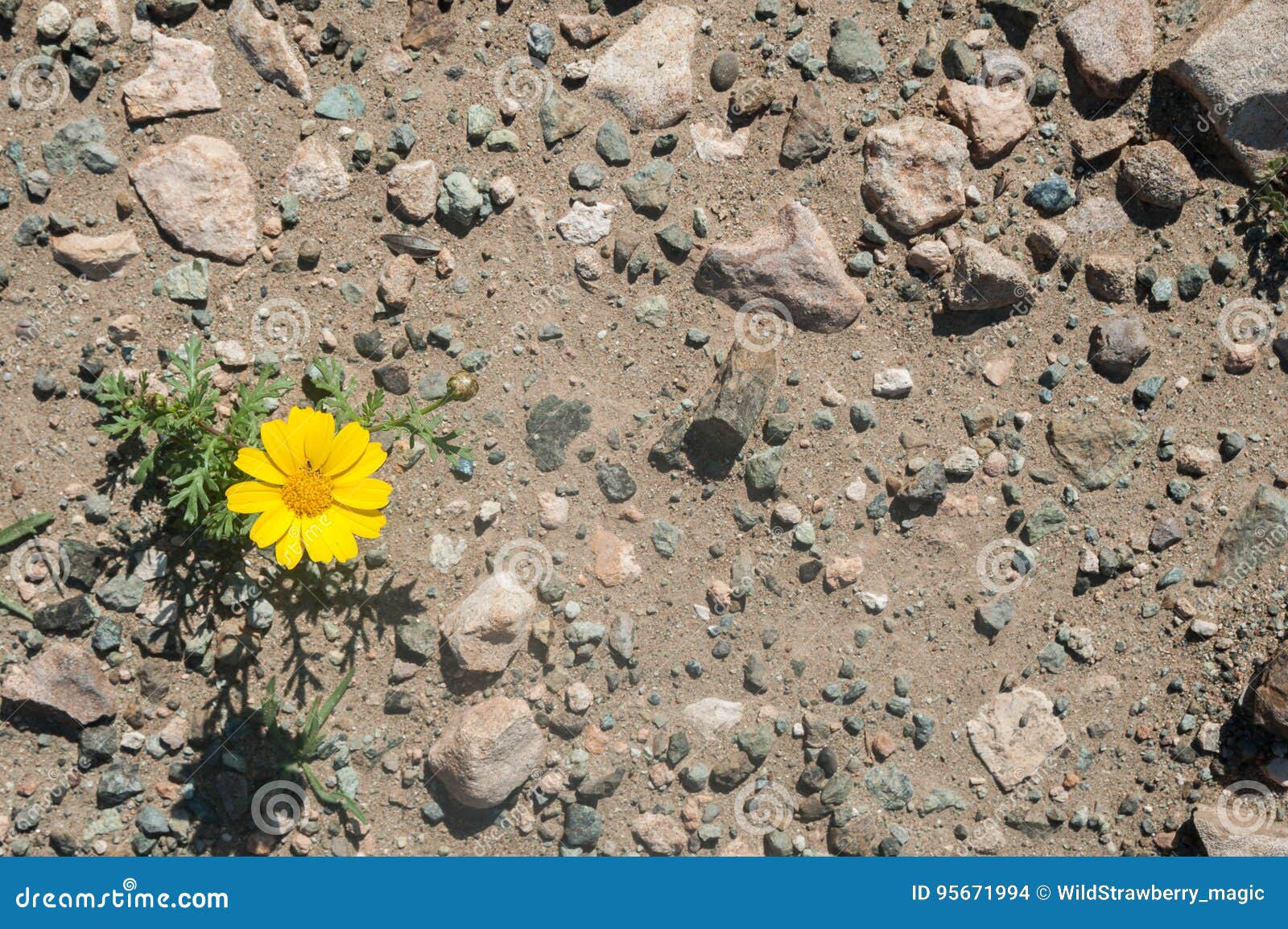 Flower breaks through stock photo. Image of flower, background - 95671994