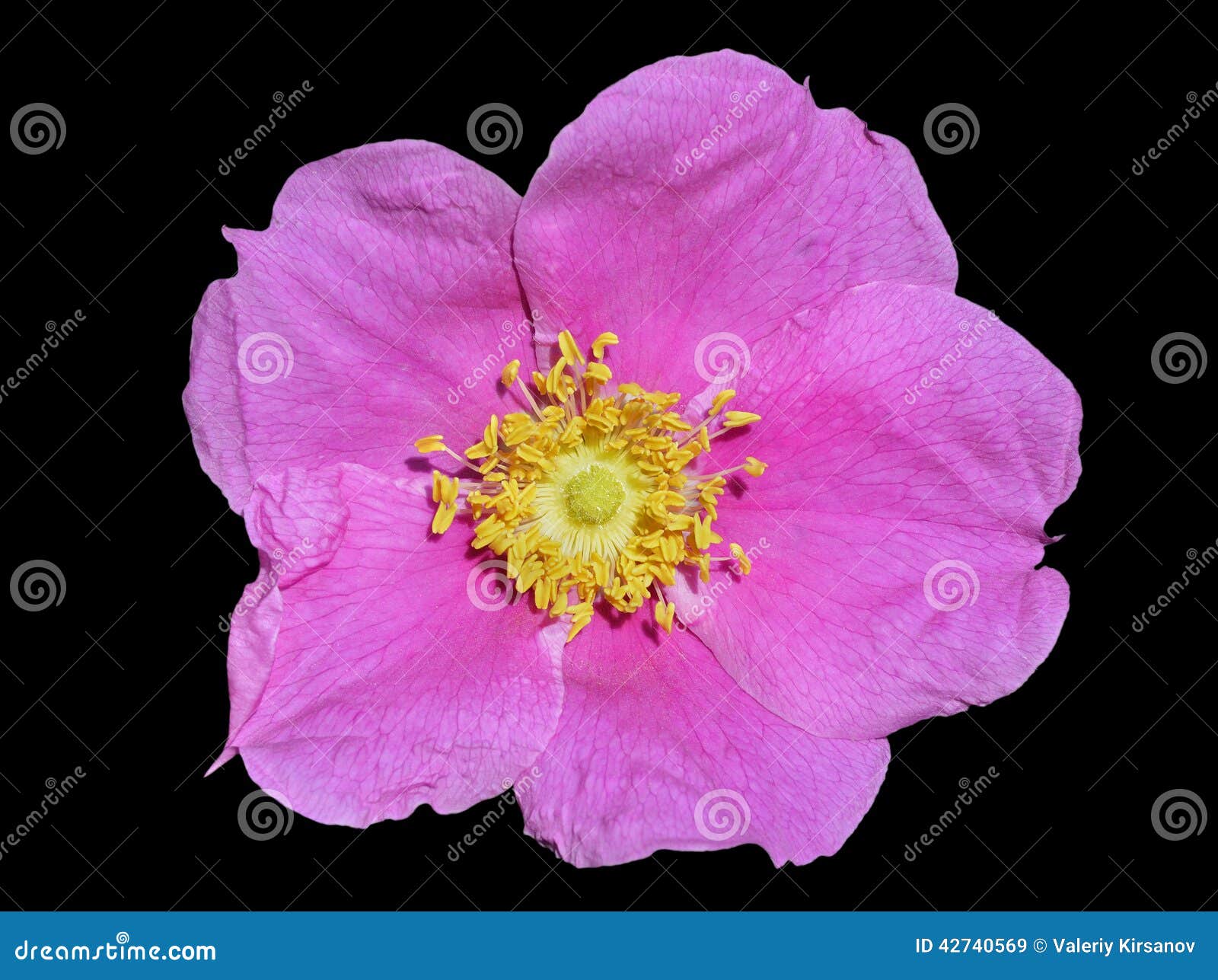 Flower of brier 9 stock image. Image of flora, outdoors - 42740569