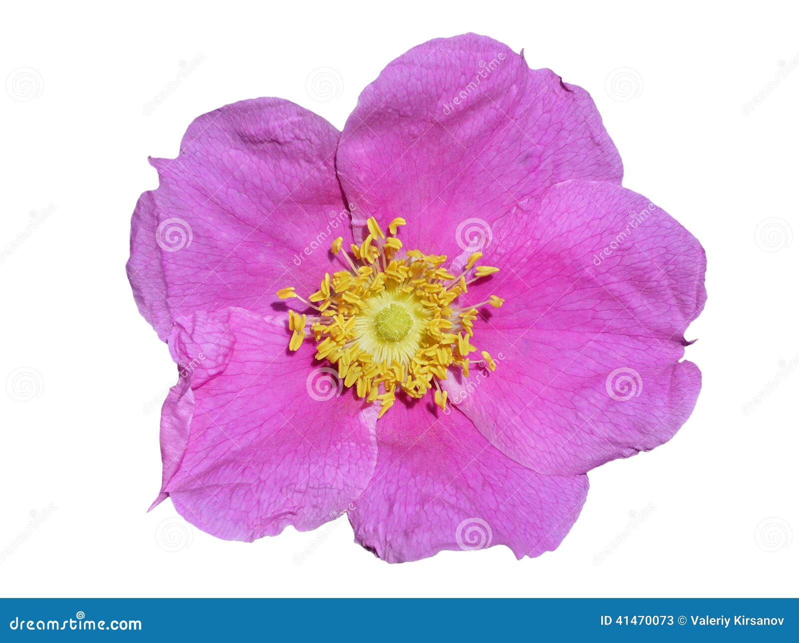 Flower of brier 10 stock image. Image of blossoming, pink - 41470073