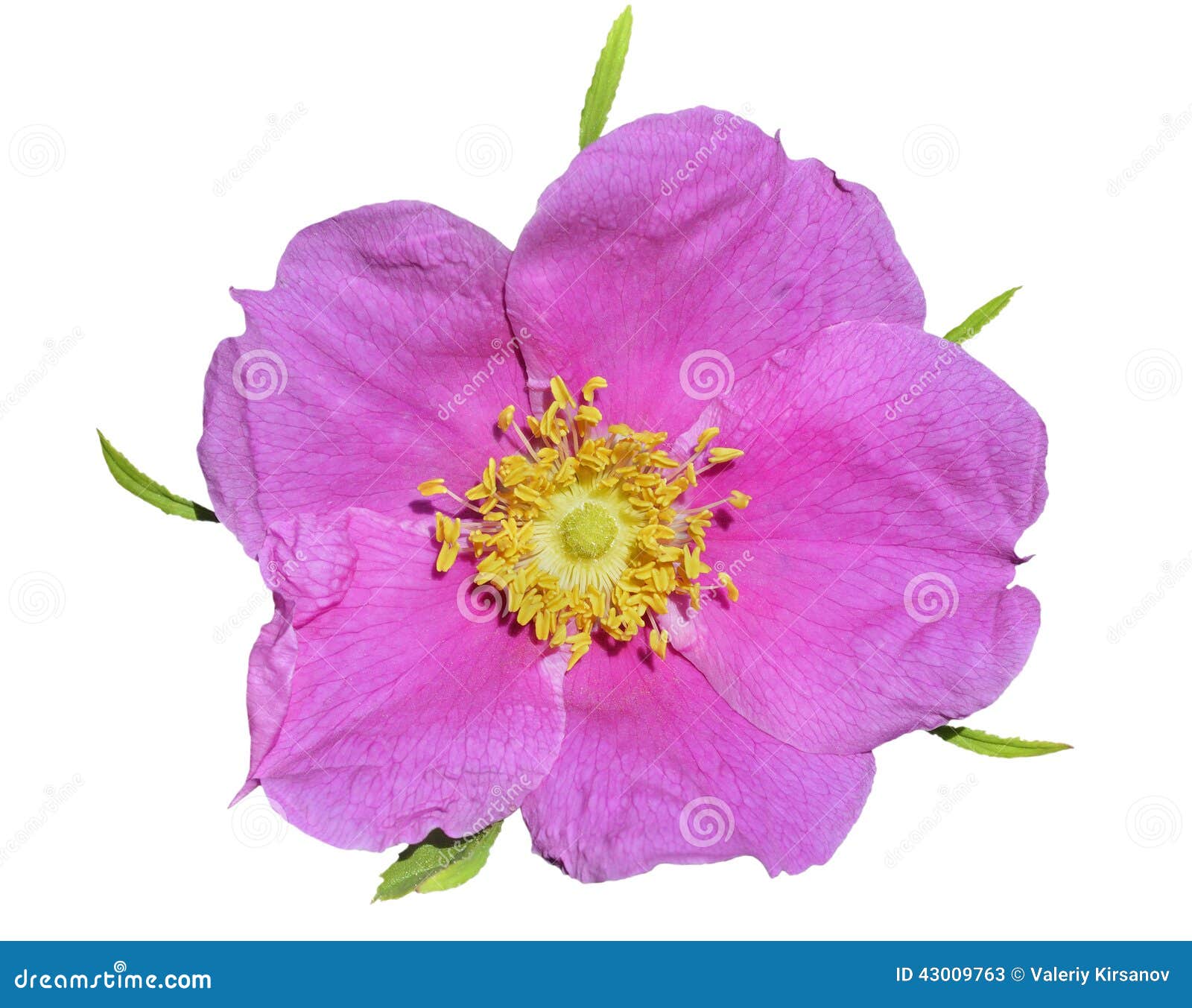 Flower of brier 12 stock image. Image of macro, blossoming - 43009763