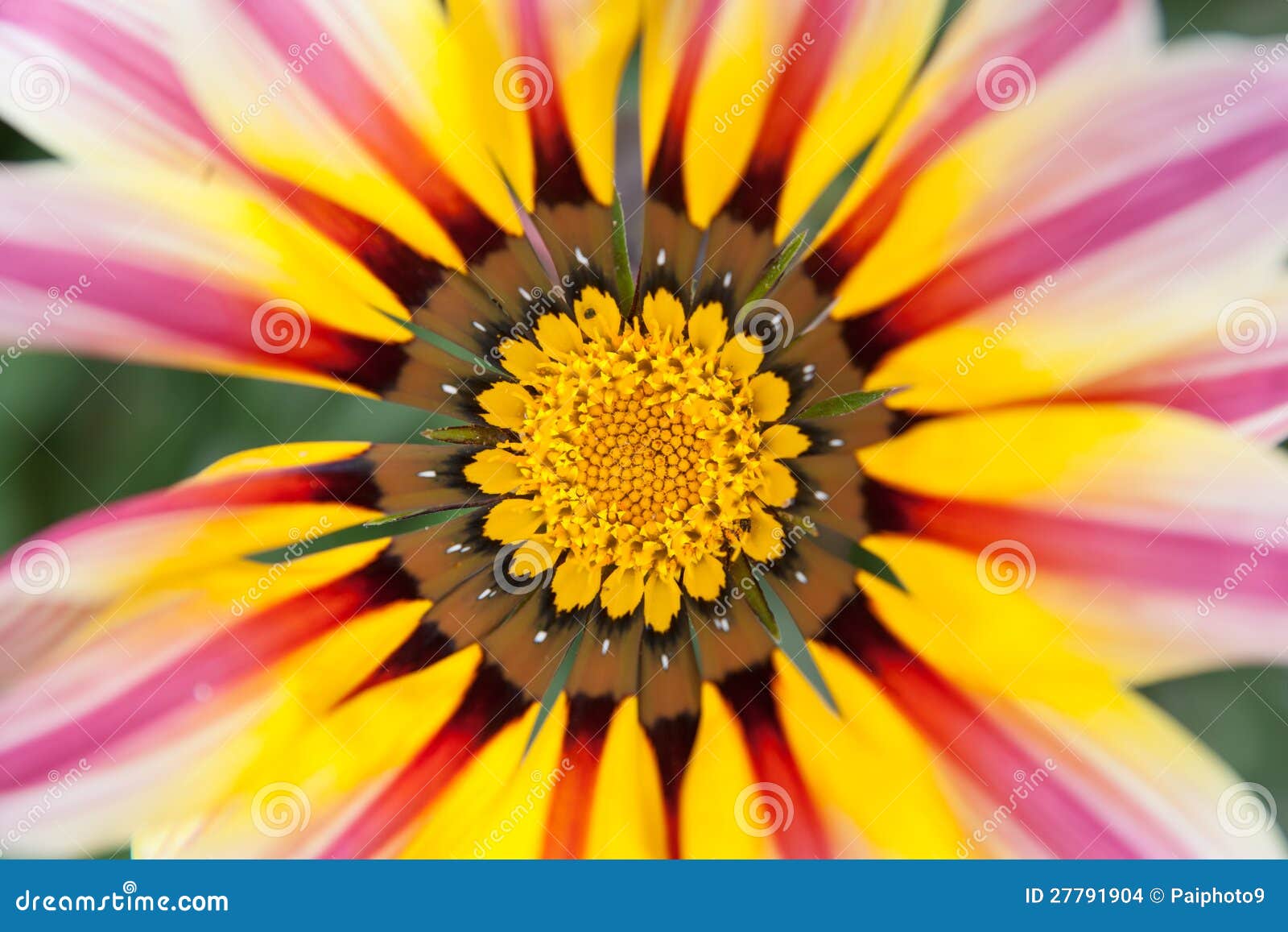 Flower bright close-up stock photo. Image of brown, closeup - 27791904