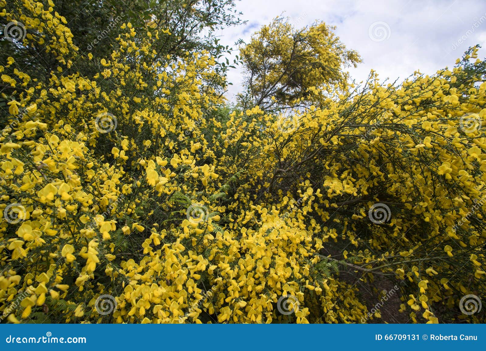 Flower broom stock image. Image of botany, forest, garden - 66709131