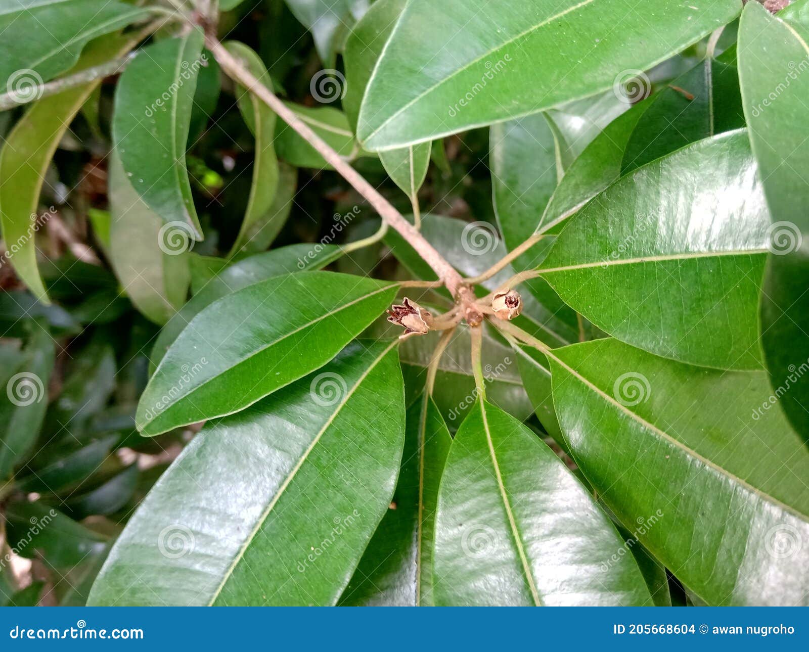 Flower from Brown Sapodilla Fruit Stock Photo - Image of leaf, flower ...