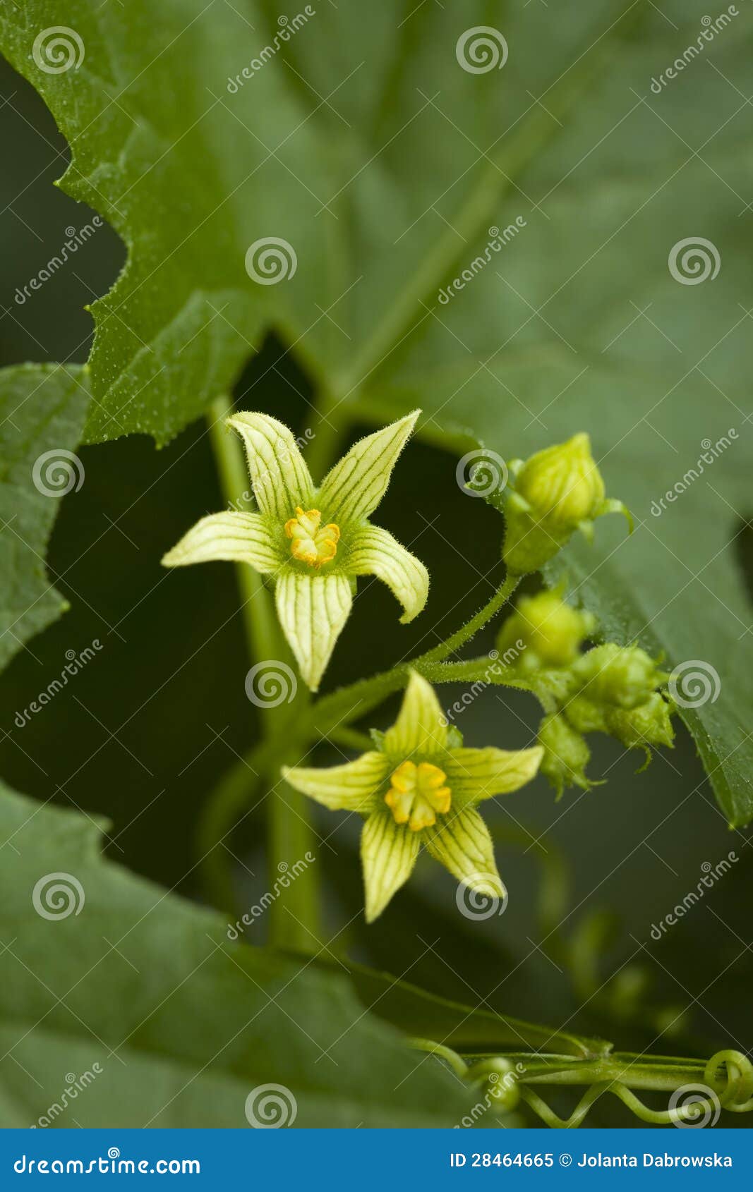 Flower Bryonia stock image. Image of flower, yellow, inflorescence ...