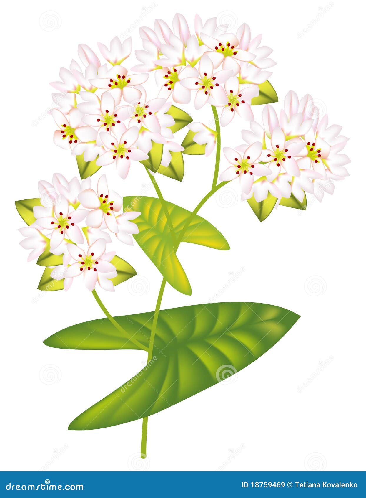 Buckwheat Vector Cartoon Seamless Pattern For Template Farmer Market ...