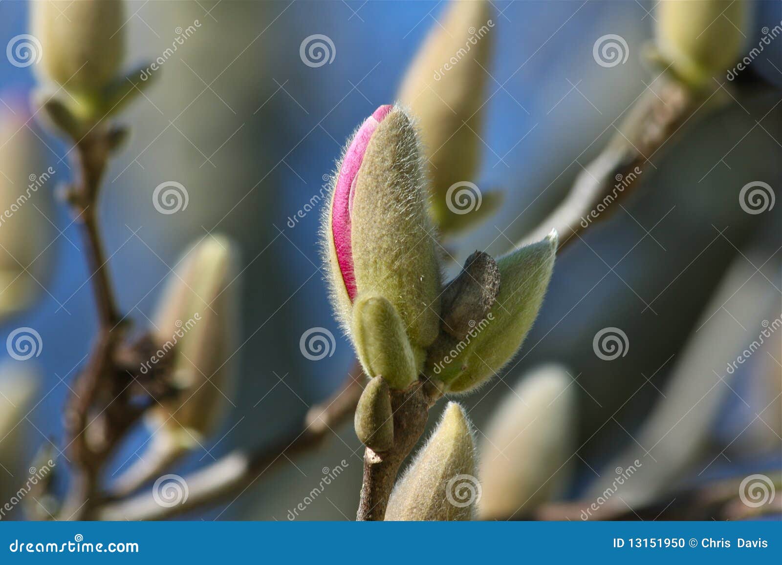 Flower bud stock photo. Image of life, plant, close, green - 13151950