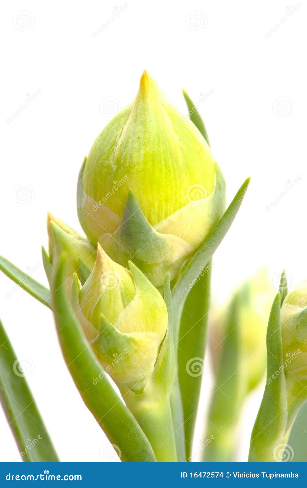 Flower Bud stock photo. Image of fresh, leaf, background - 16472574