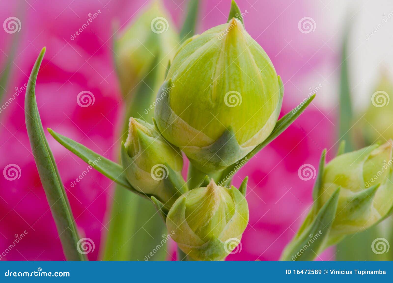 Flower Bud stock image. Image of color, mother, flower - 16472589
