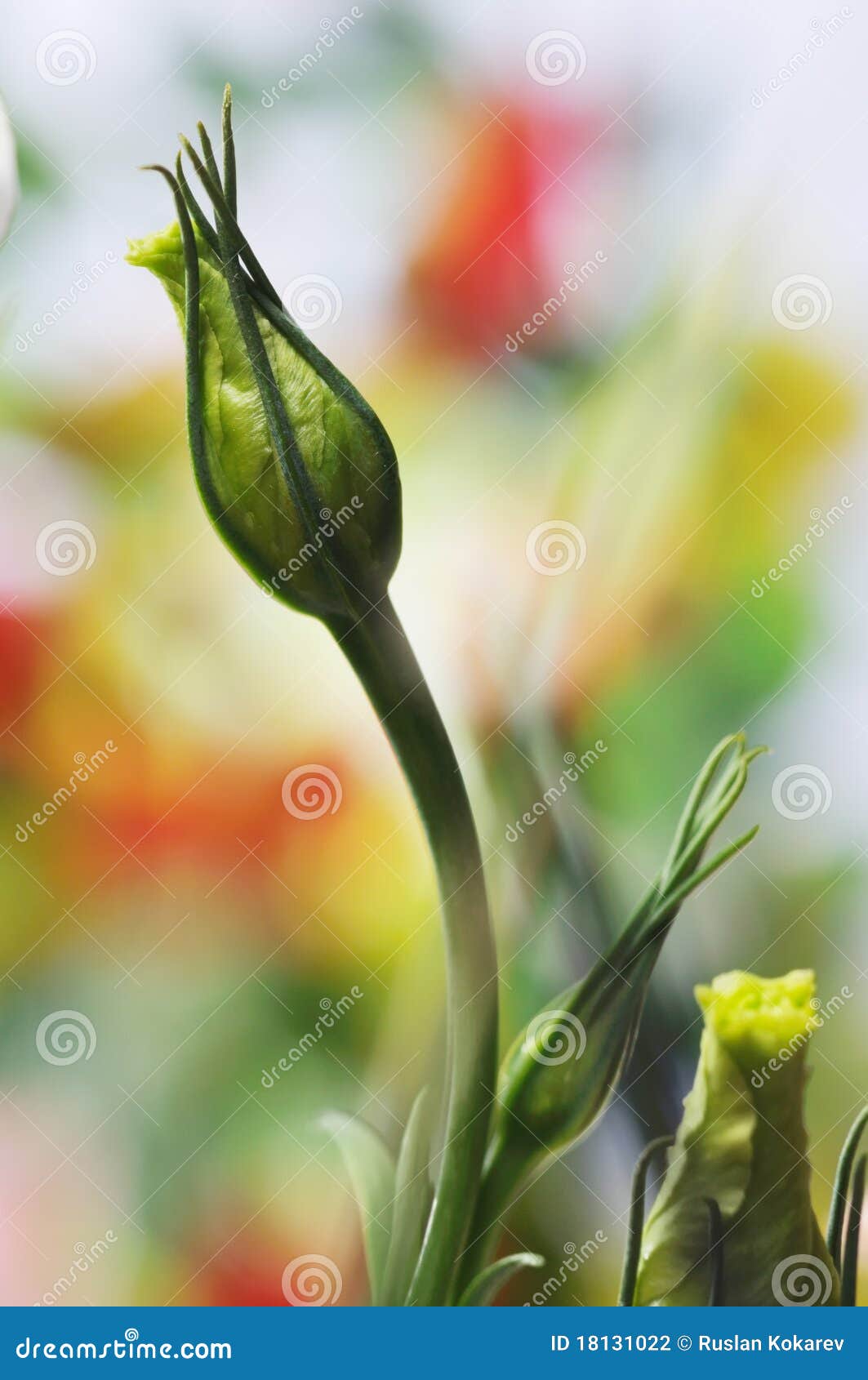Flower bud. stock photo. Image of petal, bunch, plant - 18131022