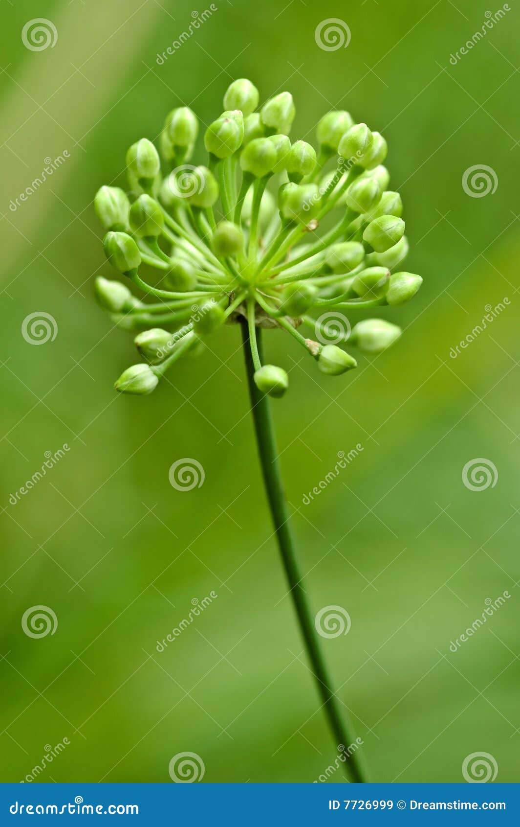 Flower in bud stock image. Image of bloom, nature, flora - 7726999