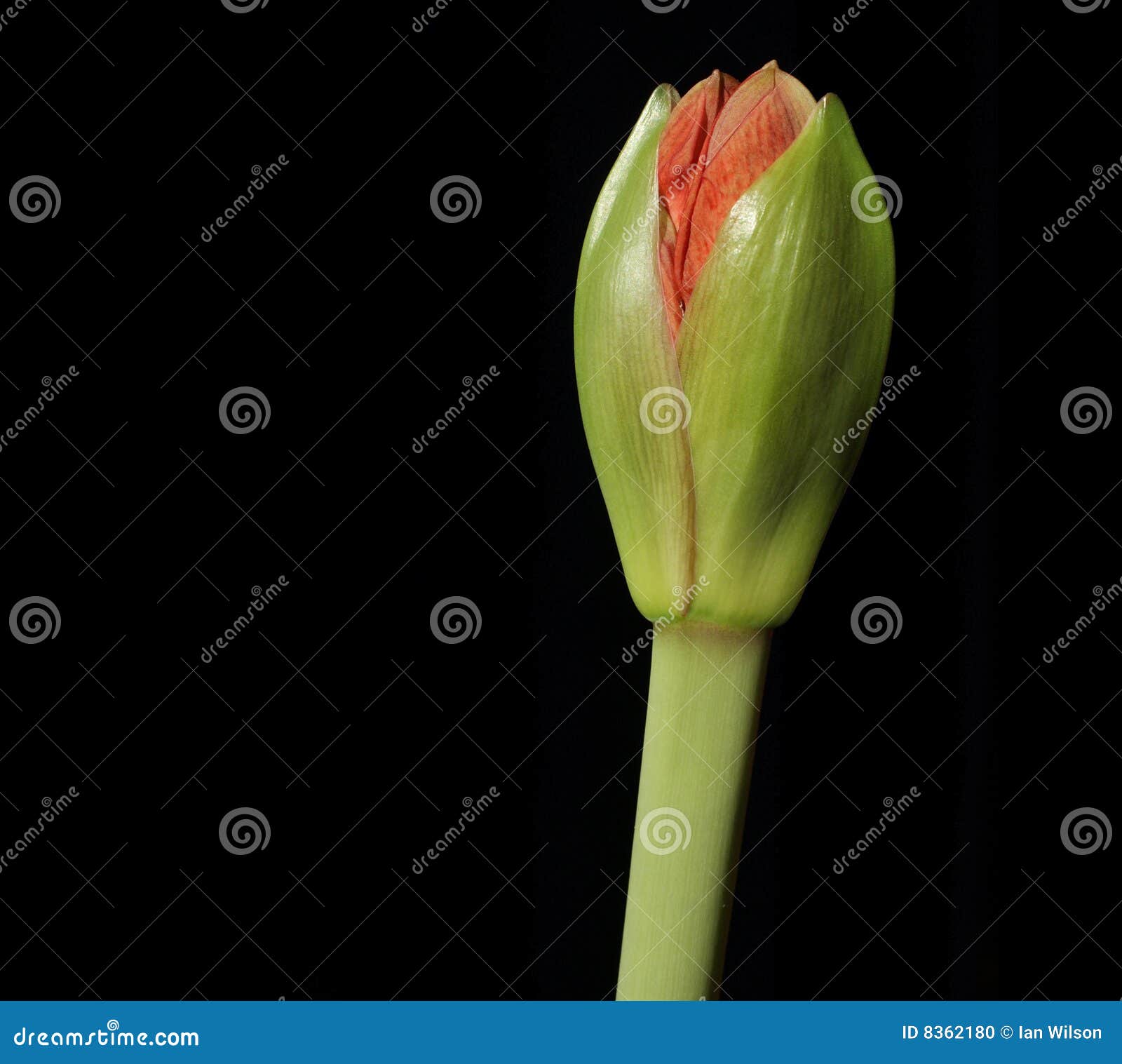 Flower Bud stock photo. Image of heart, burst, symbol - 8362180
