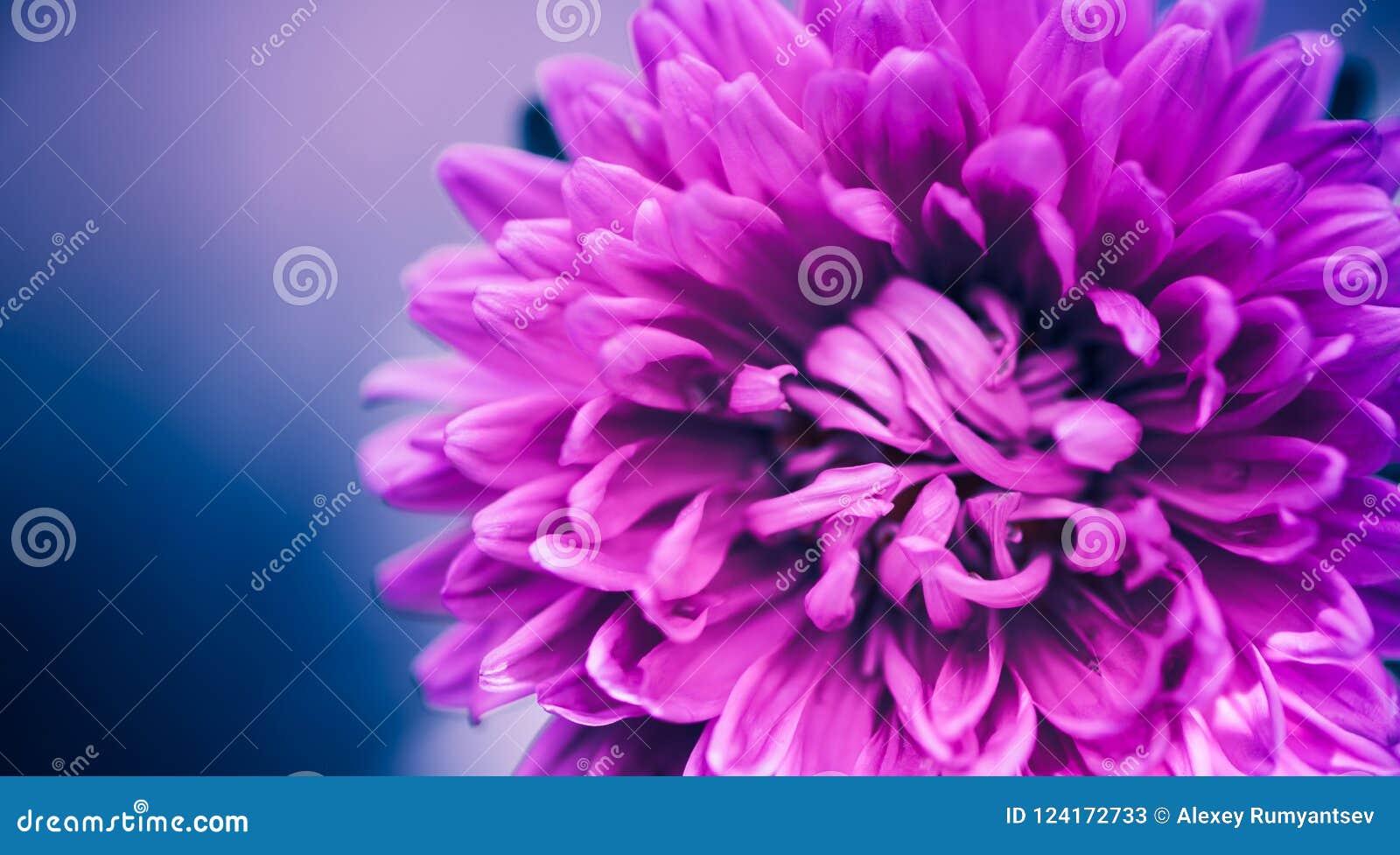 Flower Bud at Abstract Blue Stock Image - Image of natural, color ...