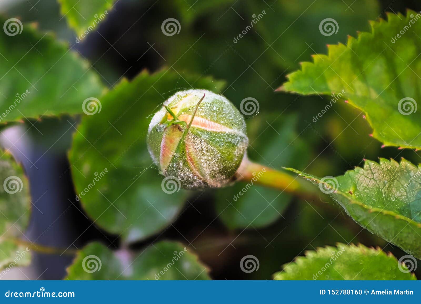 A Flower Bud Being Destroyed by Powdery Mildew Stock Photo - Image of ...