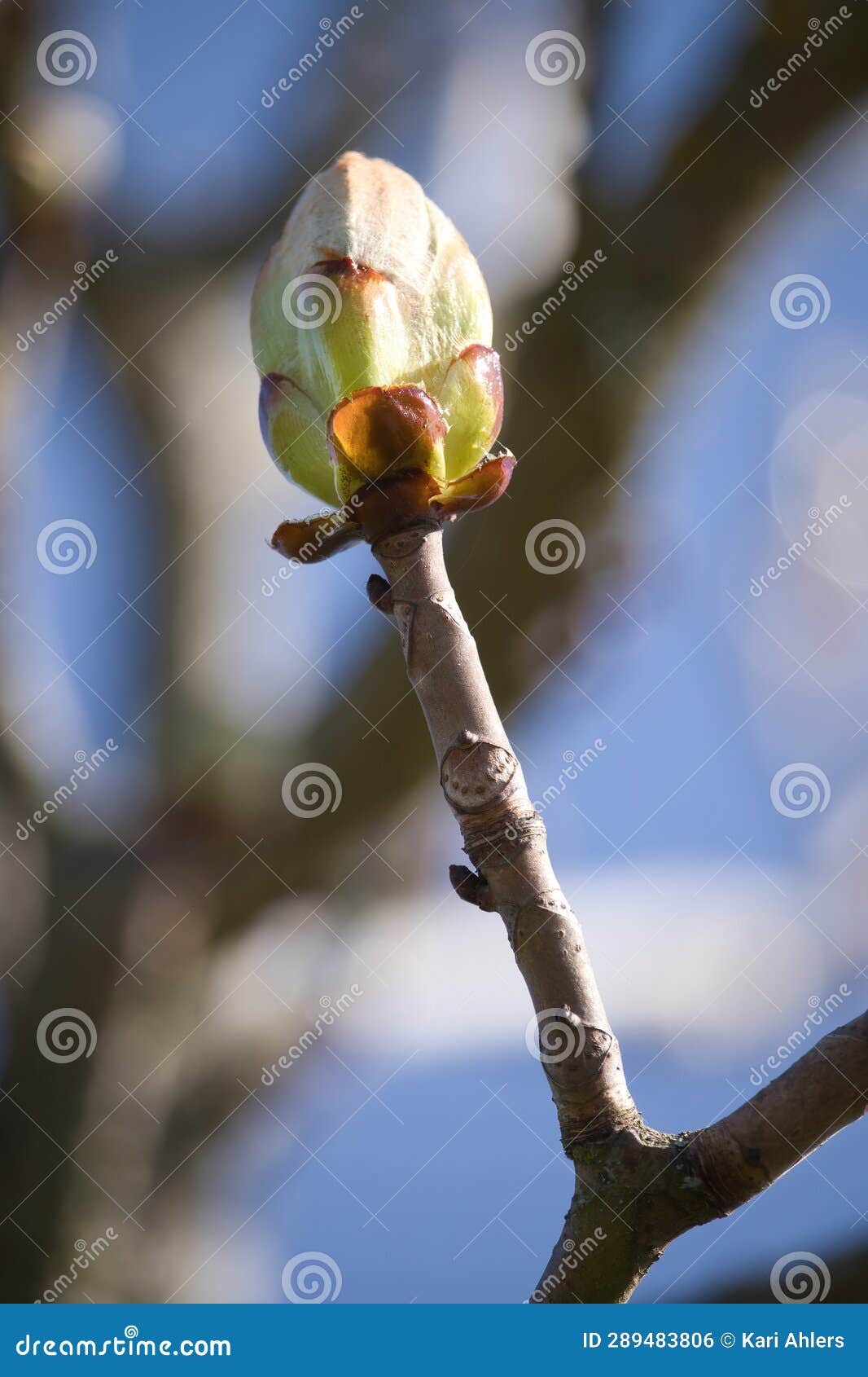 Flower Bud on the End of a Twig Stock Photo - Image of botanical, leaf ...