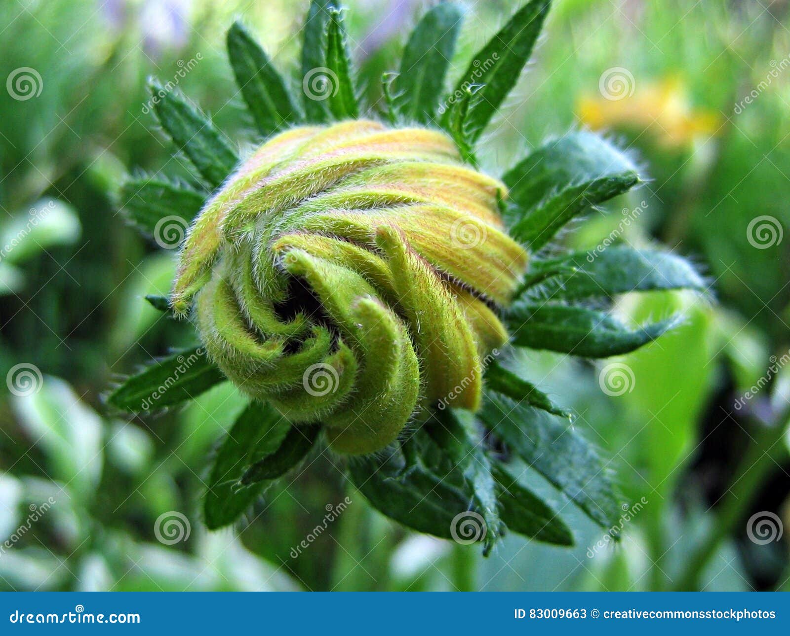 Flower Bud In Garden Picture. Image: 83009663