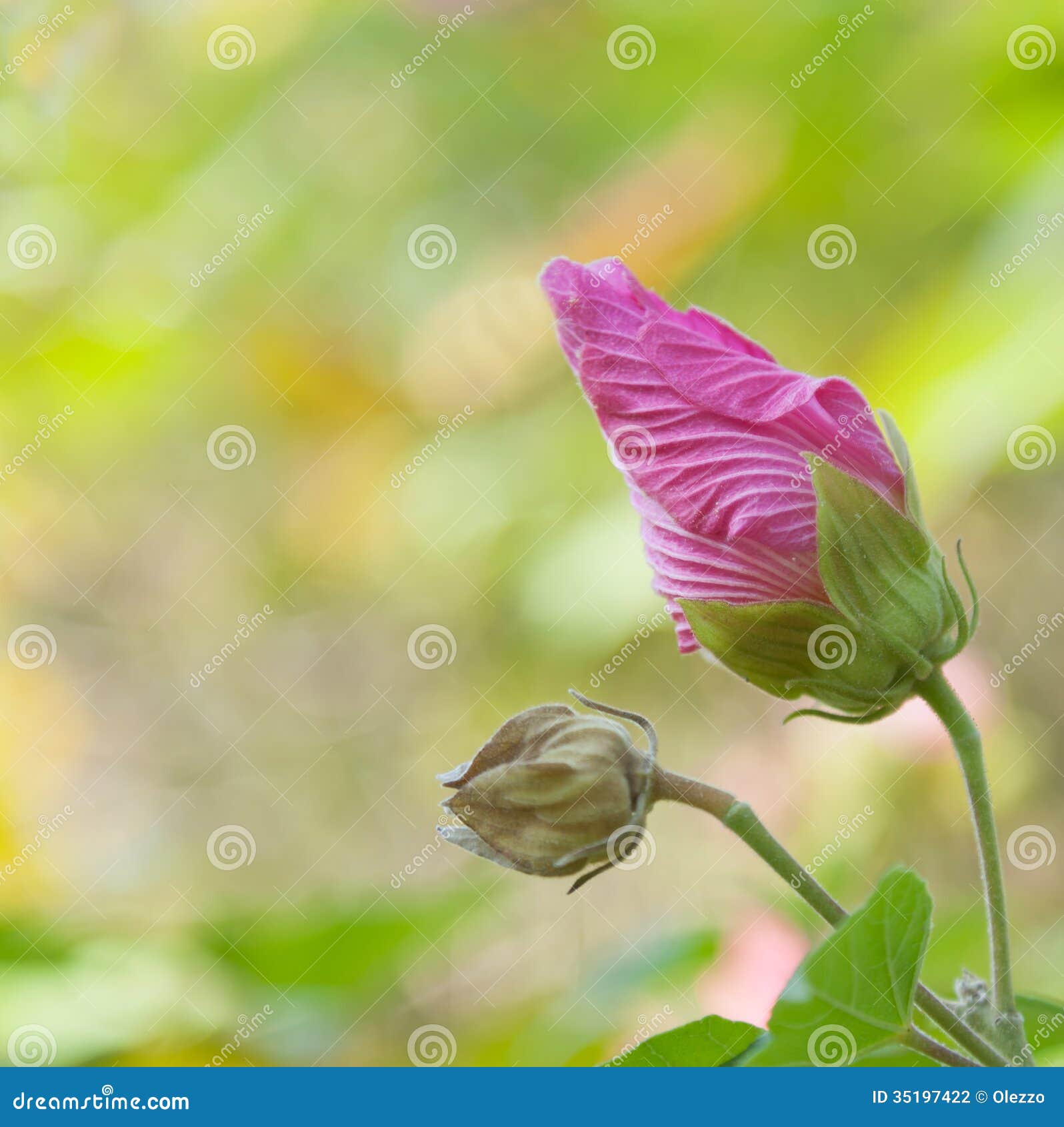 Flower Bud on a Green Background Stock Photo - Image of botany, green ...